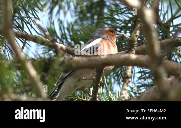 Brown chaffinch perched, pine twig background, detailed wild songbird ...