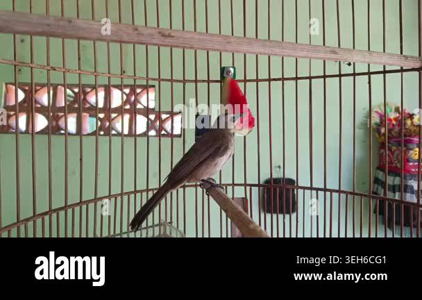Footage of a Merbah Cerukcuk bird or Pycnonotus goiavier eating ...