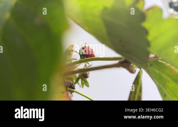 Close up of a small unripe strawberry partially hidden between green ...