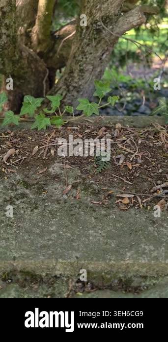 Closeup Moss Bed Tiny Sprouts And Seeds, Soft Green Carpet, Moist Soil ...