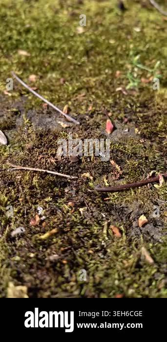 Closeup Moss Bed Tiny Sprouts And Seeds, Soft Green Carpet, Moist Soil ...