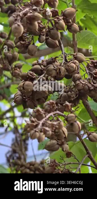 Vertical close-up video of dry brown paulownia tree seed pods swaying ...