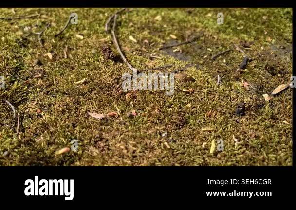 Wide Moss Carpet With Scattered Twigs And Leaf Litter, Shallow Depth Of ...