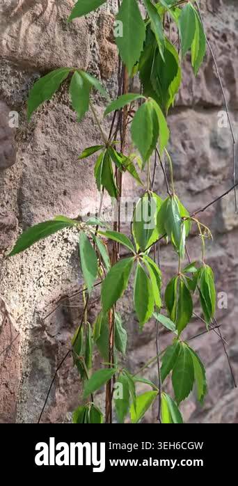 Vertical static video of fresh green wild grape ivy leaves gently ...