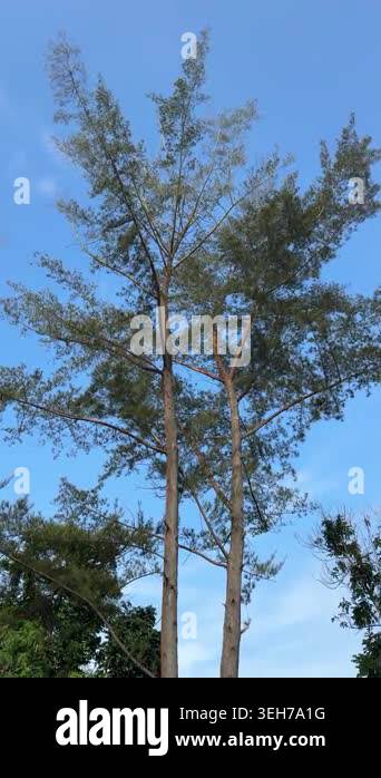 Tree Canopy Swaying Under a Pristine Blue Sky on a Gentle Breezy Day ...
