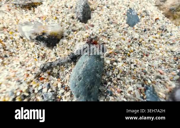Macro ant insect in the sandy sea beach. 4K macro video of a dark ant ...
