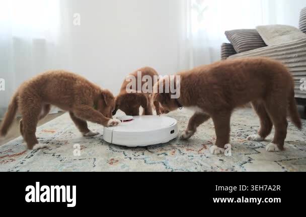 Toller Puppies Play As A Robot Vacuum Cleans The Carpet, Adorable Scene ...