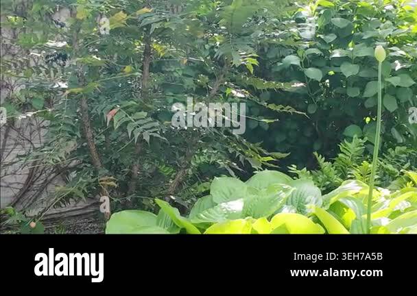 Delicate young flower buds in a botanic garden. High quality 4k footage ...