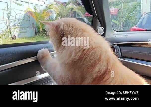 Fluffy orange cat sits in car. It paws at window, curious about outside ...
