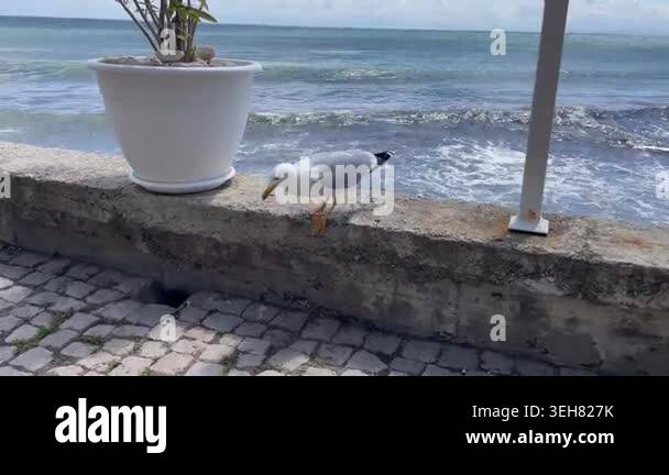 Seagull Eating Food Crumbs on Sea Promenade, Sunny Day, 4K Horizontal B ...