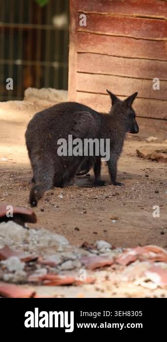 Kangaroos eating ground.Kangaroo watching at the zoo, spring, sun, sand ...