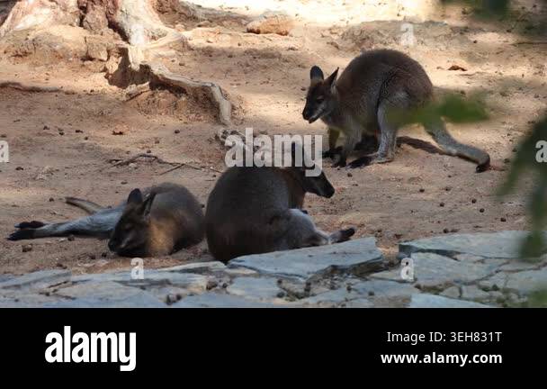 Kangaroos eating ground.Kangaroo watching at the zoo, spring, sun, sand ...