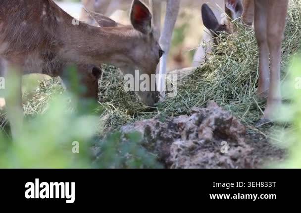 Deer eating grass. High quality photo Stock Video Footage - Alamy