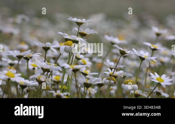 White daisies outdoors. Daisies, close-up, top view, natures carpet ...