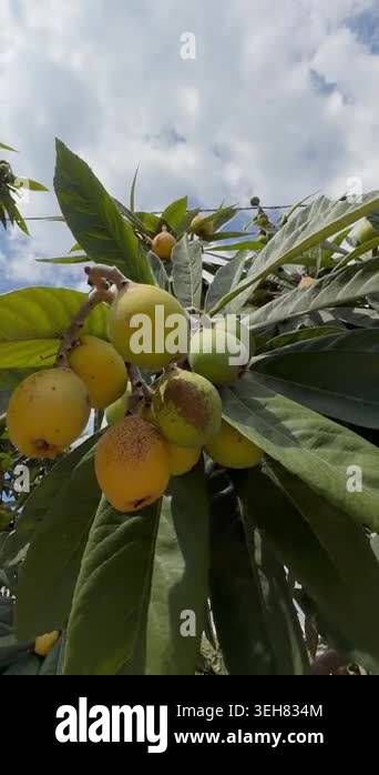 Unripe loquat tree.Yellow ripe fruit. Medlar Garden Stock Video Footage ...