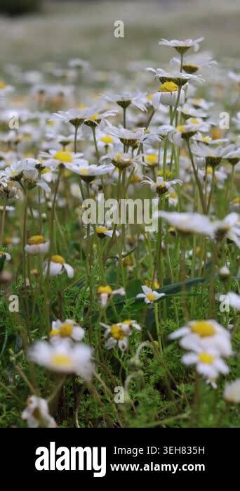 White daisies outdoors. Daisies, close-up, top view, natures carpet ...