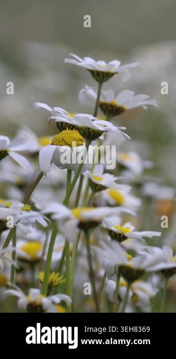 White daisies outdoors. Daisies, close-up, top view, natures carpet ...