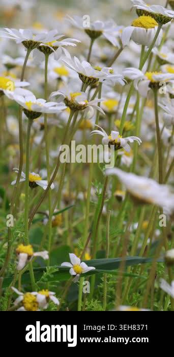 White daisies outdoors. Daisies, close-up, top view, natures carpet ...