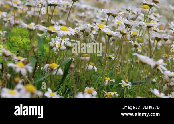White daisies outdoors. Daisies, close-up, top view, natures carpet ...