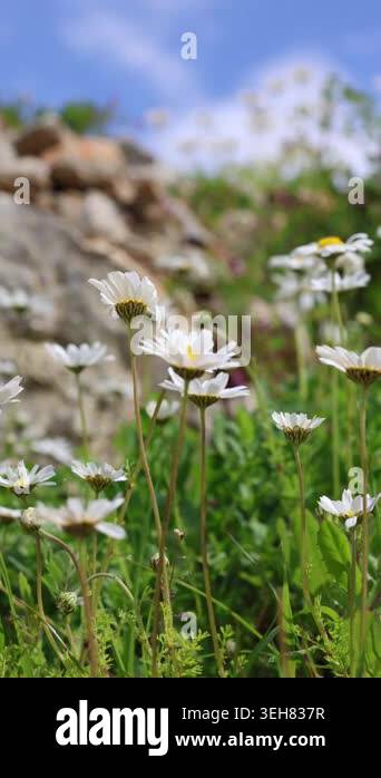 White daisies outdoors. Daisies, close-up, top view, natures carpet ...