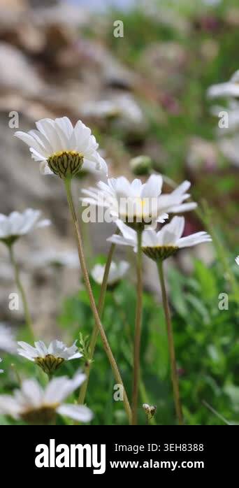 White daisies outdoors. Daisies, close-up, top view, natures carpet ...