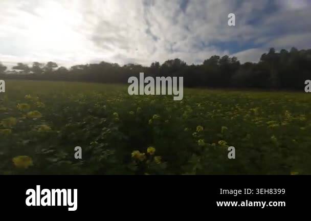Aerial drone footage flying forwards just above a vibrant yellow ...