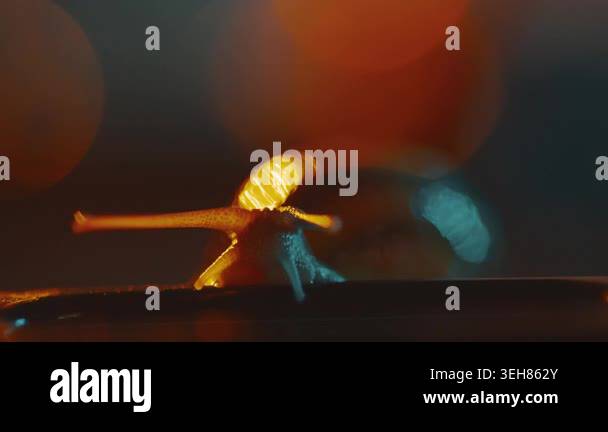 A snail moves slowly on a wet surface under bright lights at night. The ...