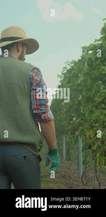 caucasian harvester walking rows with basket rear view, long vineyard ...