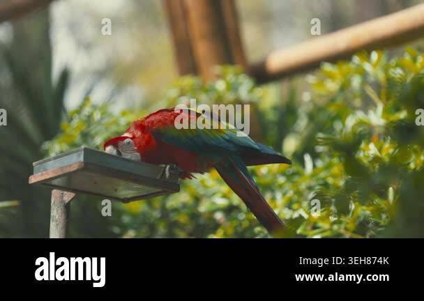 A parrot with bright red and green feathers is eating from a metal ...