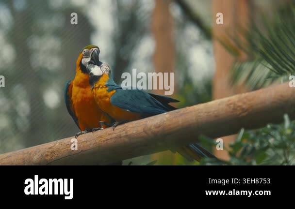 Two macaws are perched on a branch. They are taking turns grooming each ...