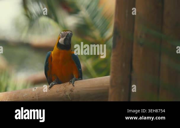 A macaw sits on a wooden branch in a lush environment. The bird ...
