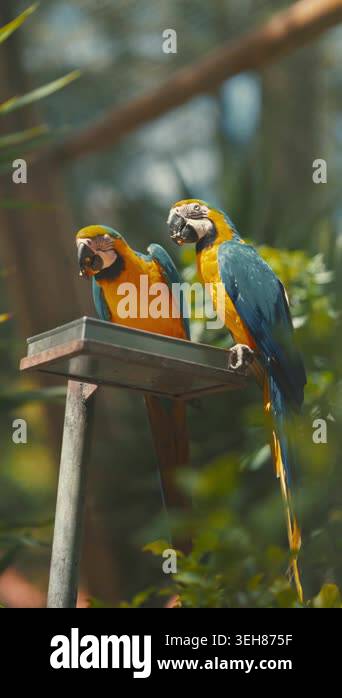Two vibrant parrots gather around a metal feeder in a garden. They are ...