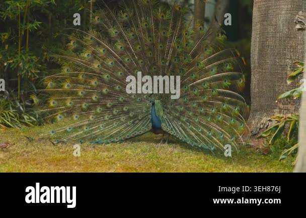 Peacock opens its colorful feathers in a garden. Sunlight shines on the ...