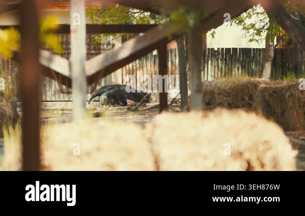 A buffalo is seen eating grass and drinking from a small water source ...