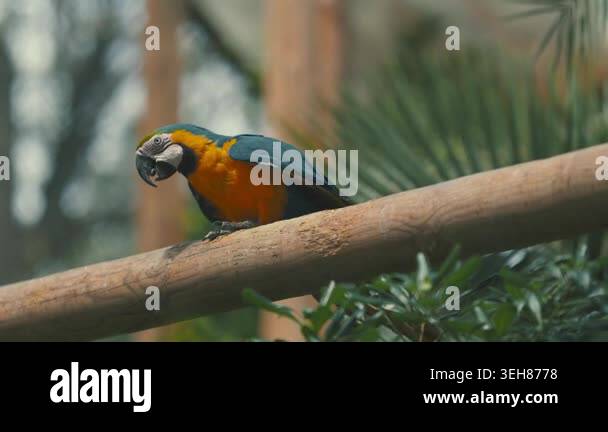 A macaw sits on a branch in a zoo, using its beak to explore and ...