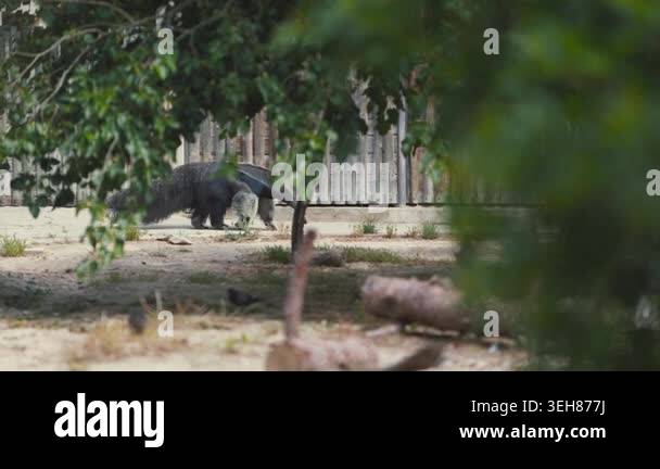 Two bears walk around their enclosure at the zoo. The animals ...
