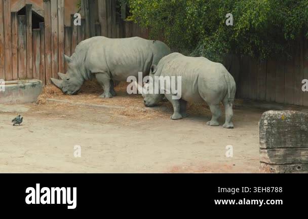 Two rhinos are eating hay in an outdoor zoo area. They move around ...