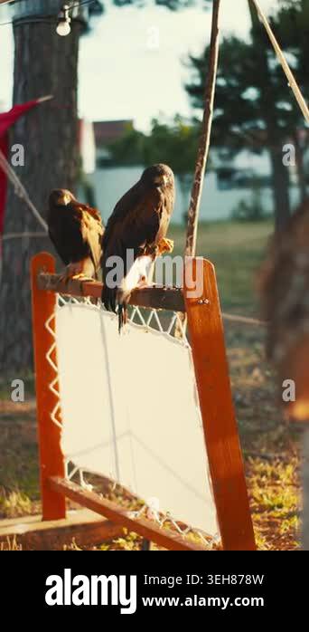Two birds of prey rest on a wooden stand in a park. The sun shines down ...
