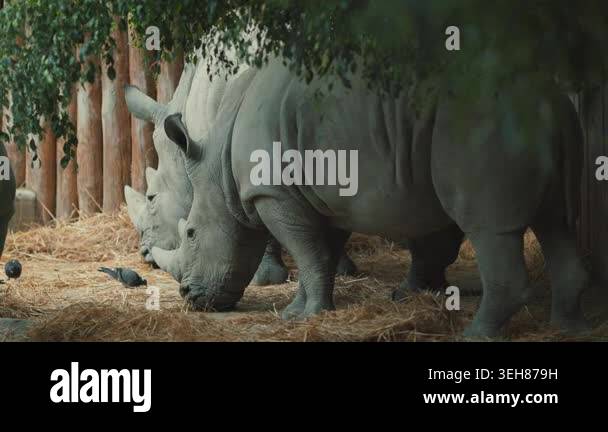 Two rhinos are eating straw and interacting with some birds in their ...