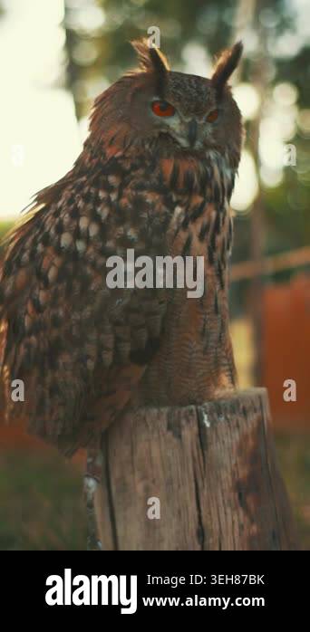 An owl sits on a wooden post. The background shows trees and soft light ...