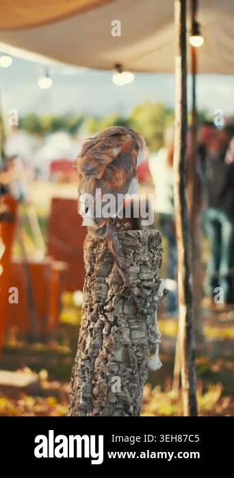 A bird is sitting on a tree stump. In the background, people walk ...