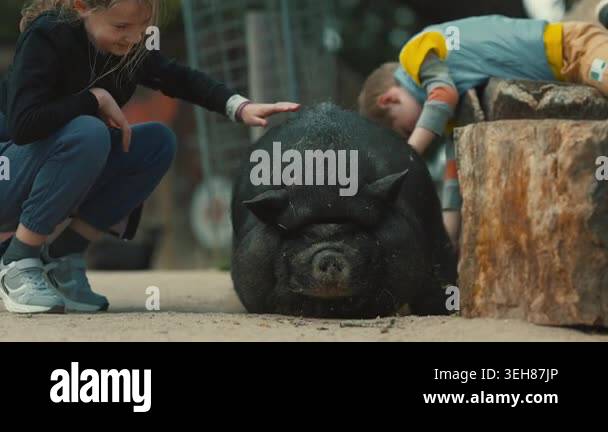 Curious children gently stroking a friendly vietnamese pot-bellied pig ...