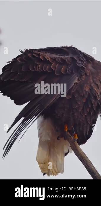 A bald eagle sits on a branch with its wings spread wide. The sun sets ...
