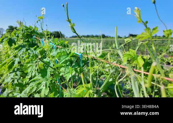 View of agriculture farm crops, veggies vines vibrant plant life in ...