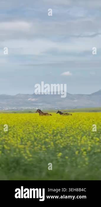 Two tamed brown horses playing in a blooming field Stock Video Footage ...