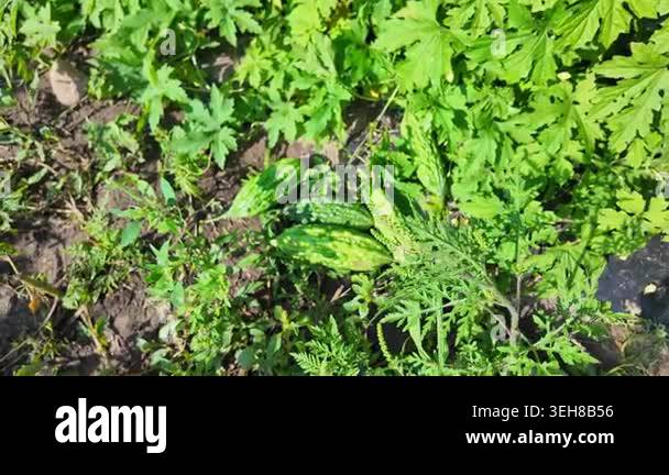 View of agriculture farm crops, veggies vines vibrant plant life in ...