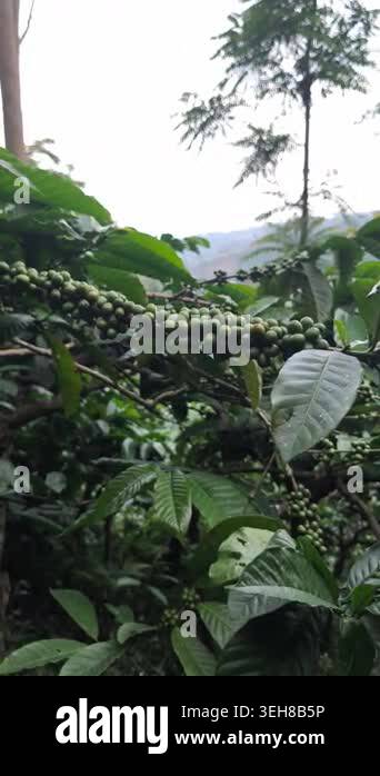 Green Coffee Beans Growing on a Branch in a Lush Plantation Stock Video ...