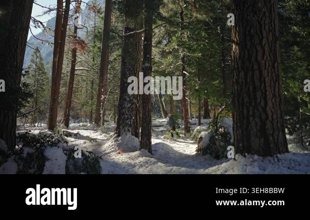 Man walking in Yosemite National Park. Calm early spring forest with ...