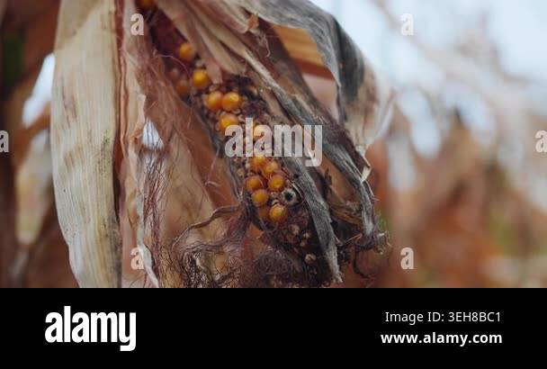 Plant disease visible on maize ear with missing and undeveloped kernels ...