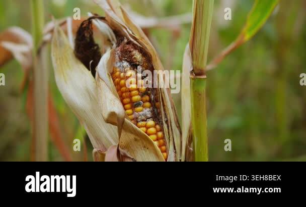 Damaged corn cob remaining on plant, crop loss in agricultural field ...